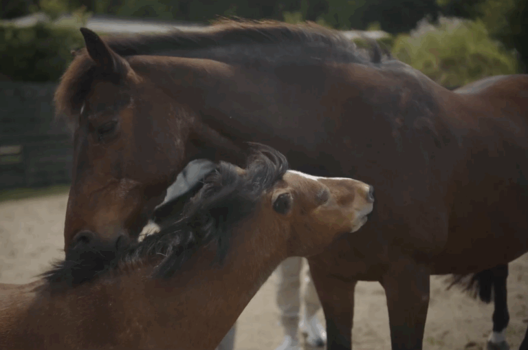 Private Addiction Rehab Centre - Smarmore Castle